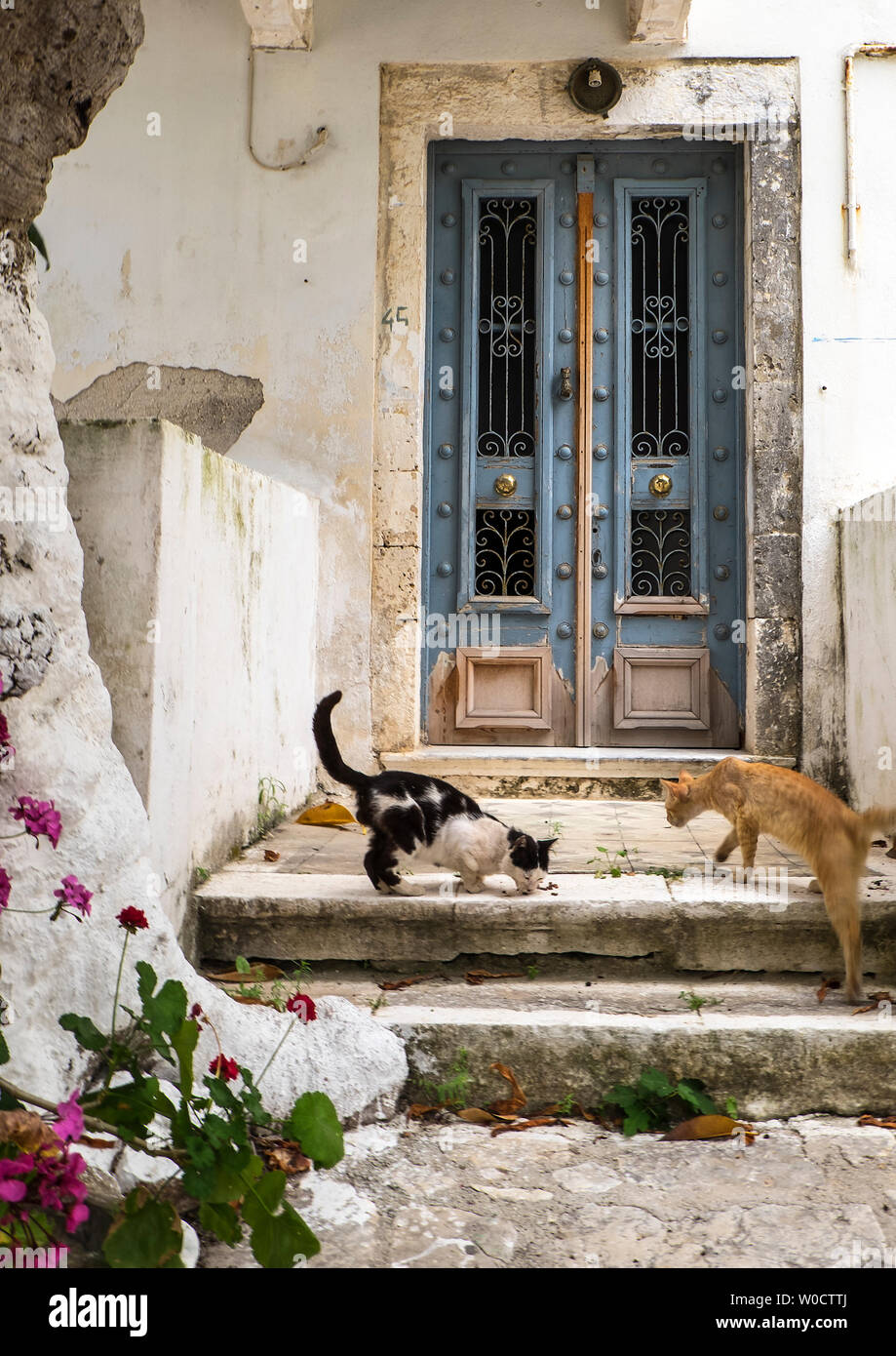 Cat on Greek Steps Stock Photo - Alamy