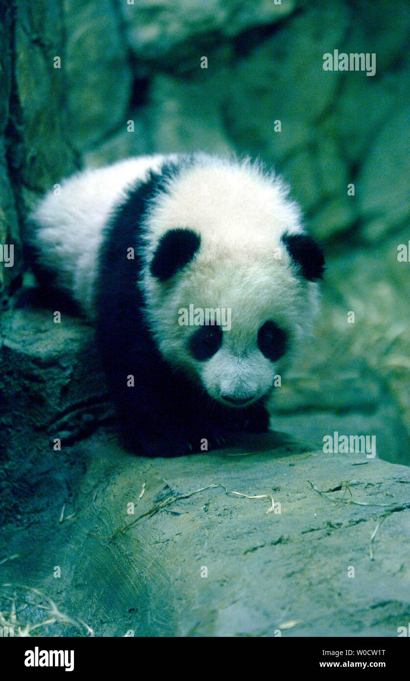 The National Zoo's four and a half month old panda cub Tai Shan plays ...
