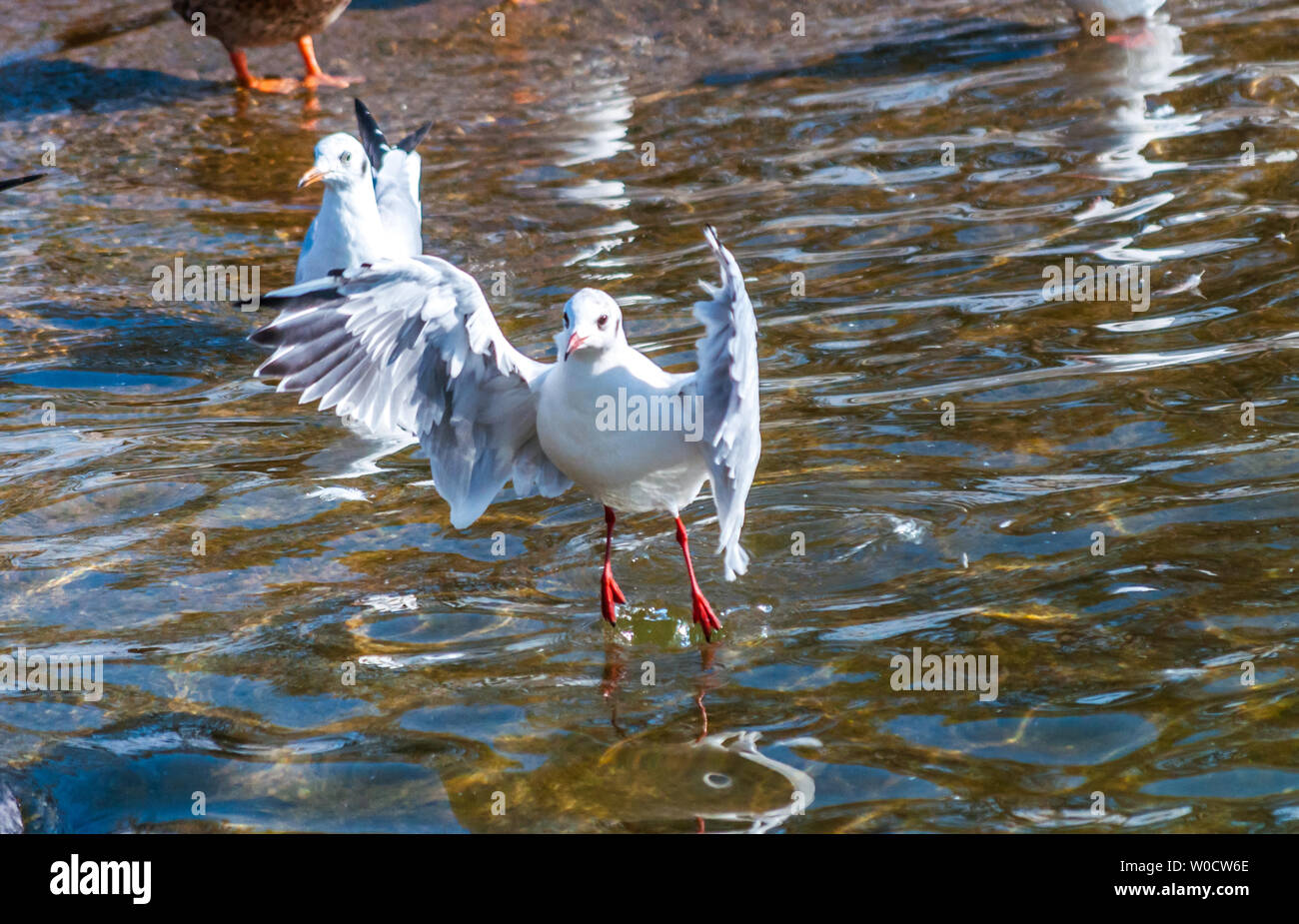 Erhai seagulls hi-res stock photography and images - Alamy