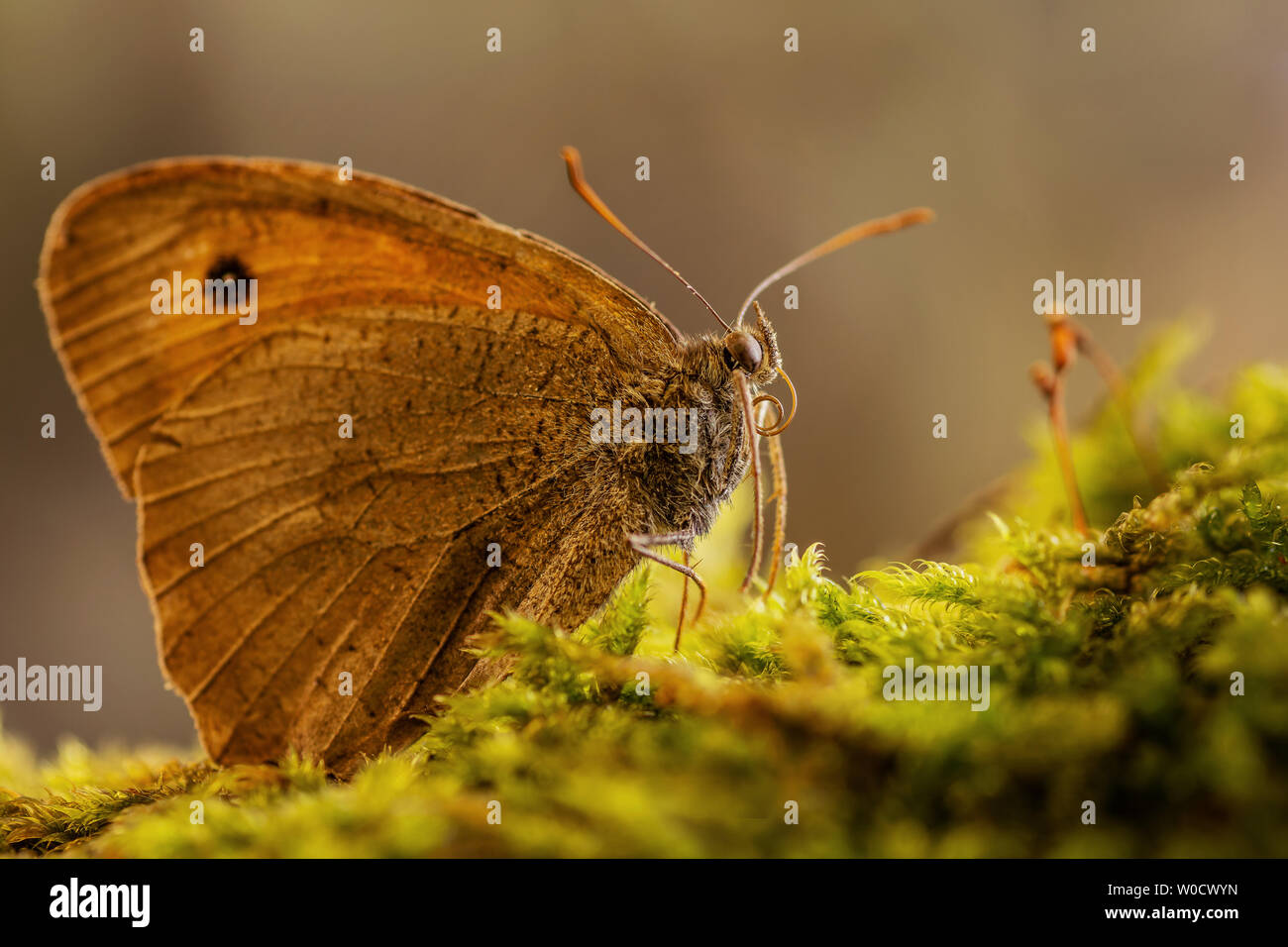 Butterfly standing on moss. Side view with blurred background Stock ...
