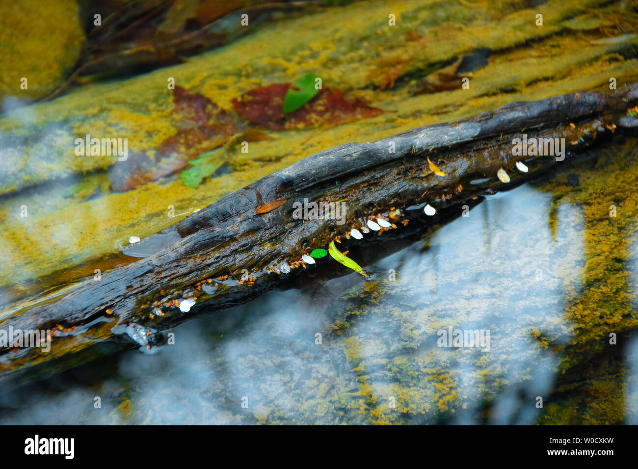 Photographer: Hu Wenkai Stock Photo - Alamy