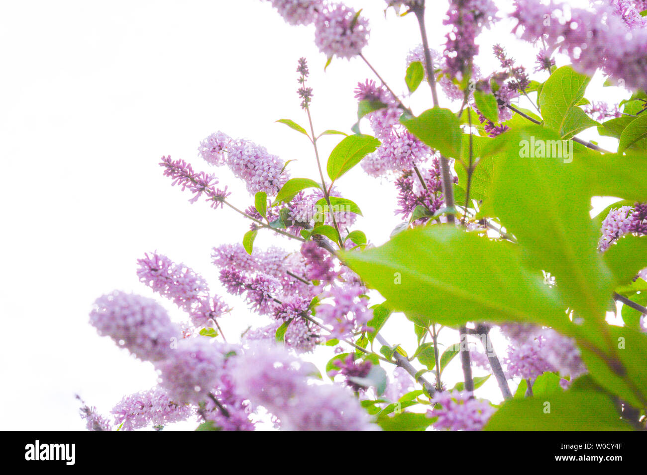 Lilac shrub flowers blooming in spring garden. Common lilac Syringa ...