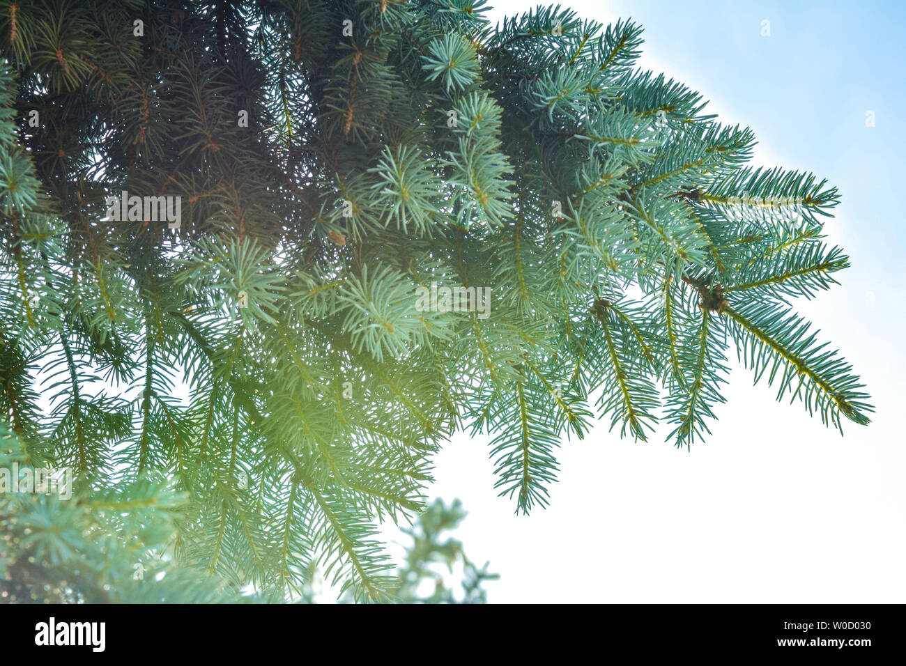 Close-up of blue spruce fir tree branches on blue sky background Stock ...