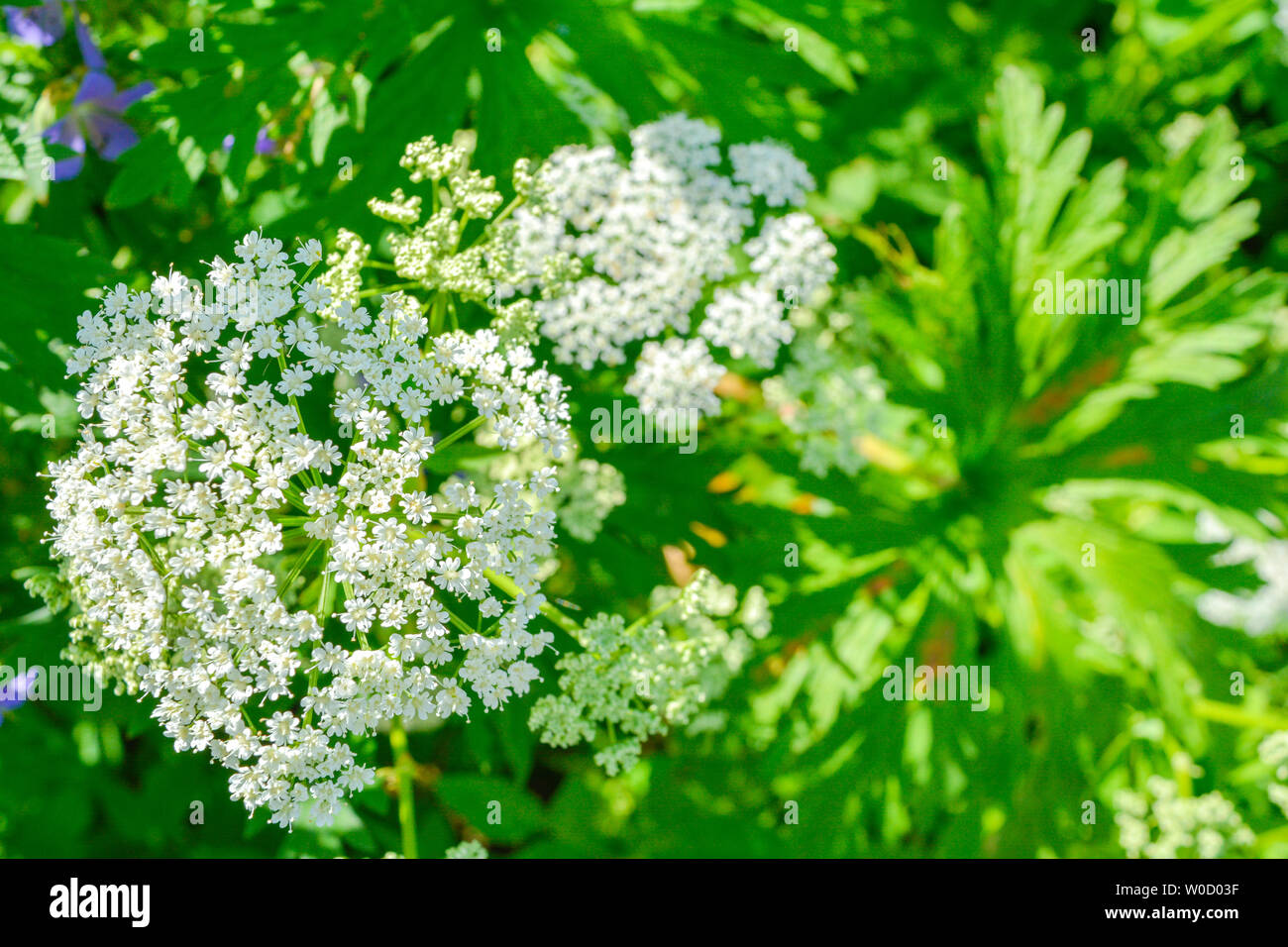 View of a meadow white flower of Aegopodium podagraria L. commonly ...