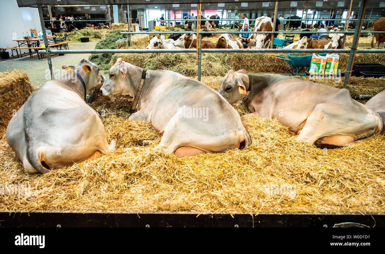 Oldenburg, Germany. 27th June, 2019. A look at three cows at the cattle ...