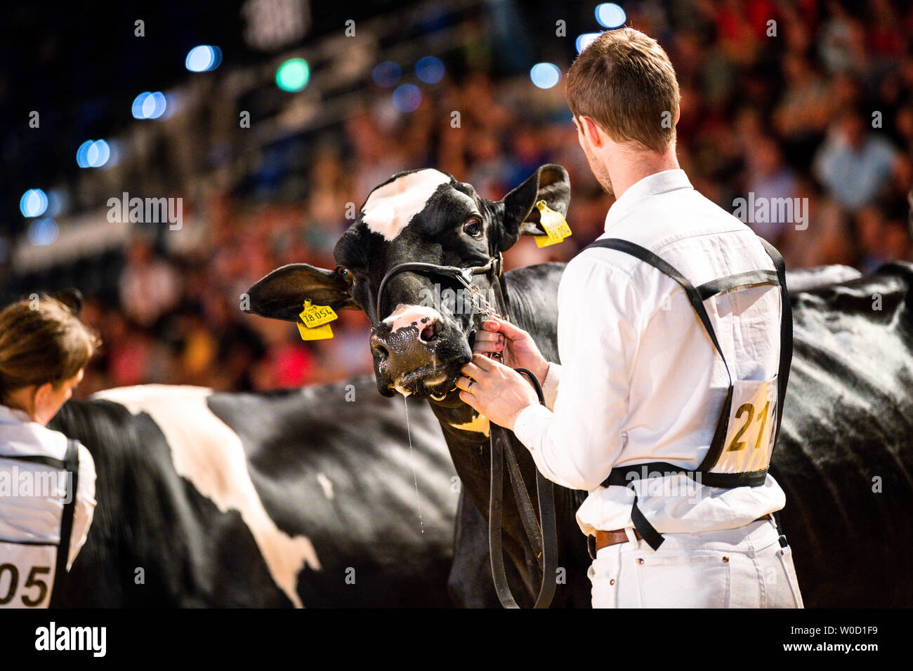 Oldenburg, Germany. 27th June, 2019. A participant is with his cow at ...