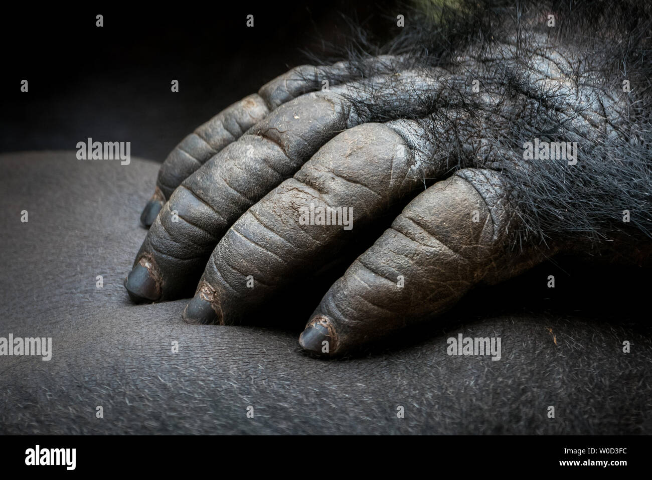 Gorilla hand hi-res stock photography and images - Alamy