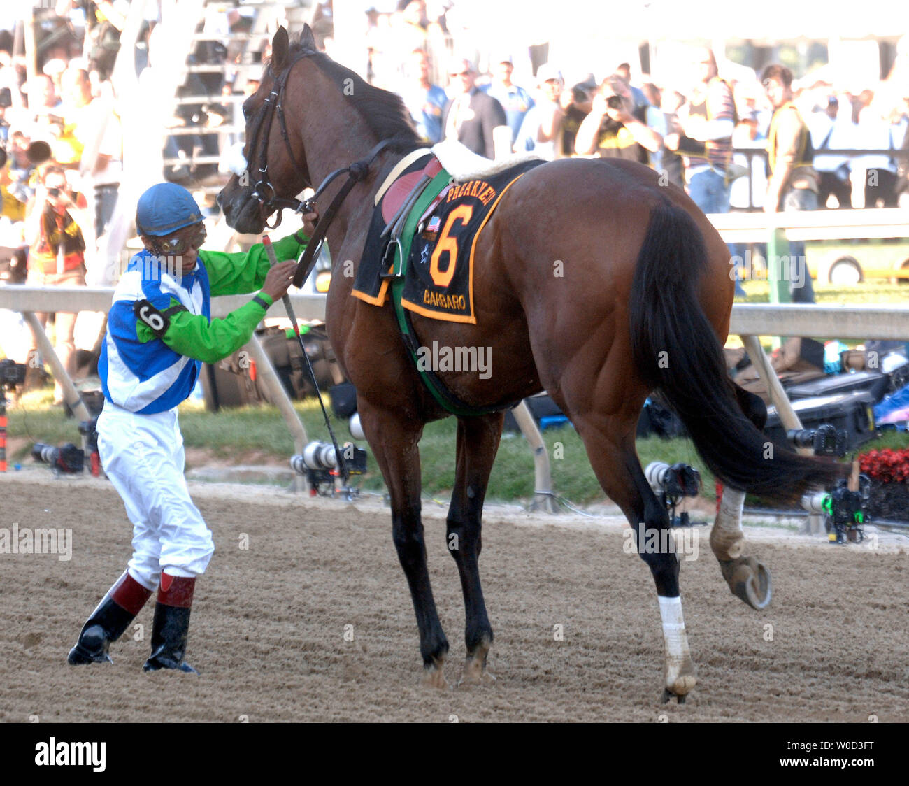 Injured horse in a race hi-res stock photography and images - Alamy