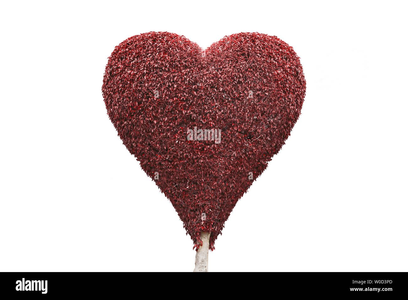 shaping a topiary tree into a love heart Stock Photo - Alamy