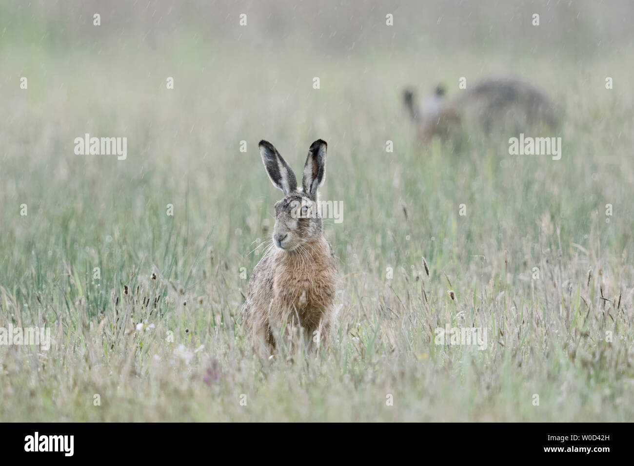 Lievre deurope hi-res stock photography and images - Alamy