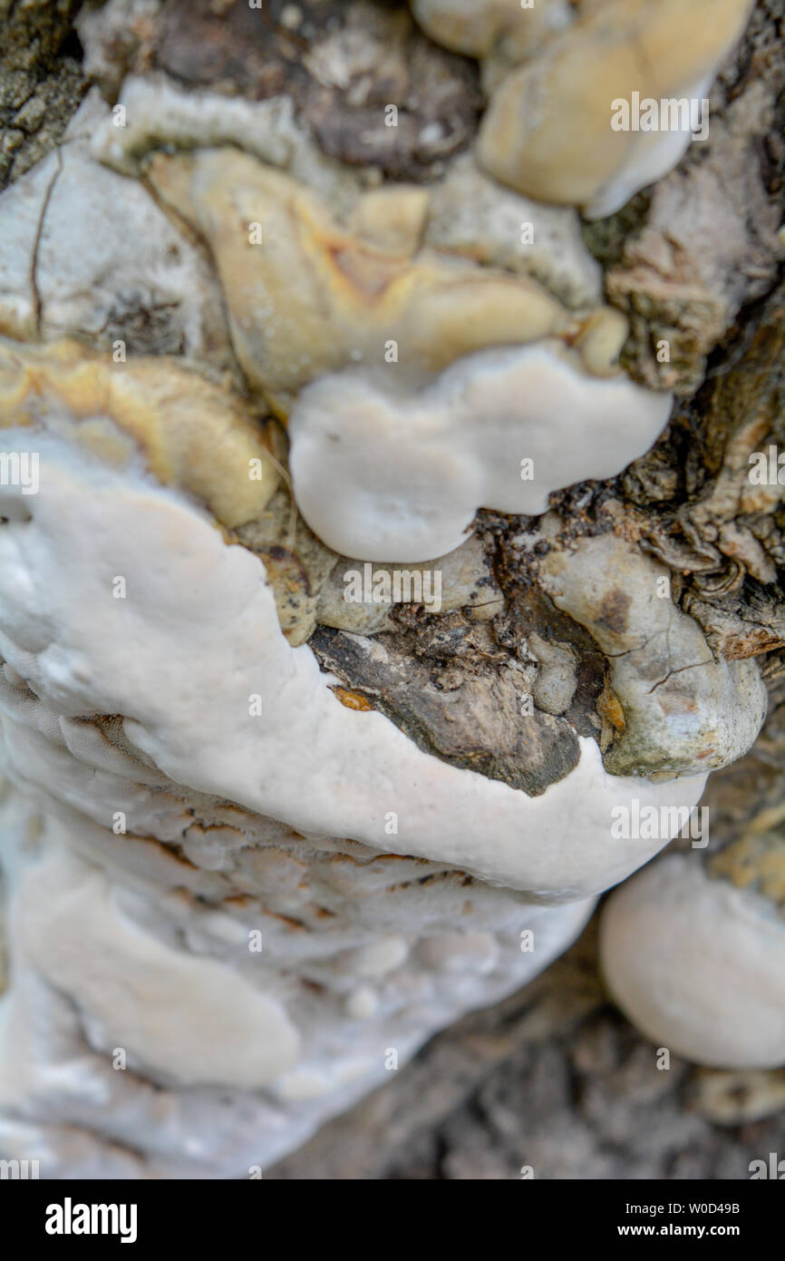 An old tree trunk, infected by fungal plant pathogen. Closeup view of ...