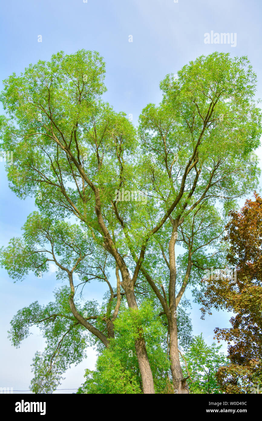 Willow tree branches with fresh green leaves on blue sky with clouds ...