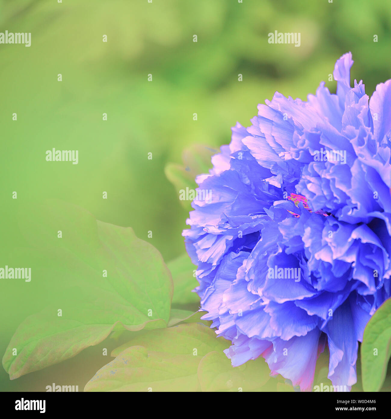 Peony, peony (prescription composition Stock Photo - Alamy
