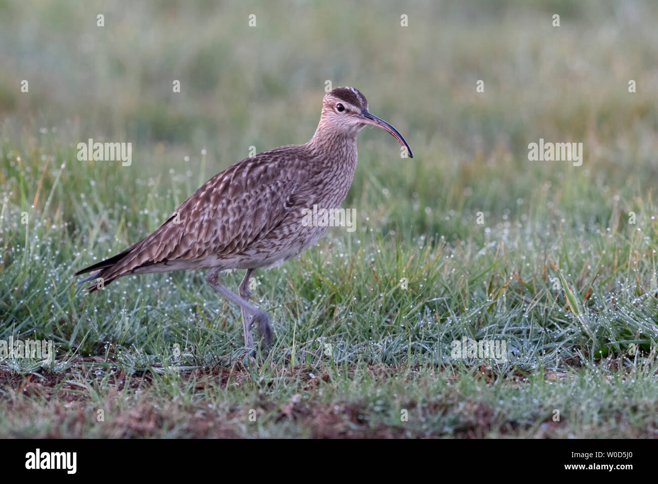 Endangered migratory birds hi-res stock photography and images - Alamy