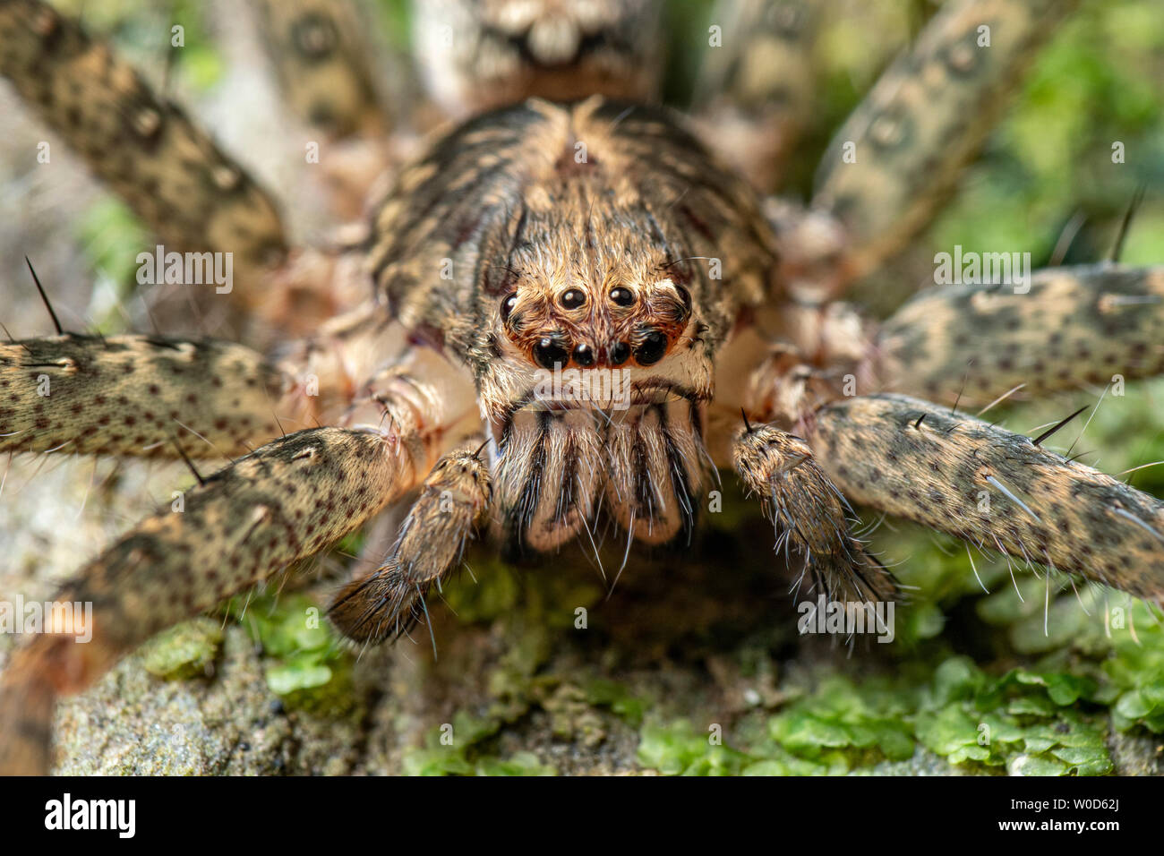 Huntsman spider, Sparrasidae, Heteropoda, foraging in rainforest at ...