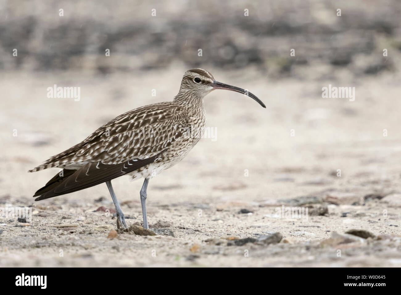 Whimbrel / Regenbrachvogel ( Numenius phaeopus ) resting on a beach ...