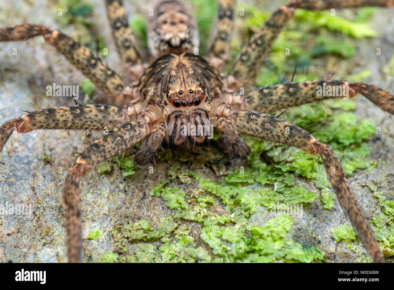 Huntsman spider, Sparrasidae, Heteropoda, foraging in rainforest at ...