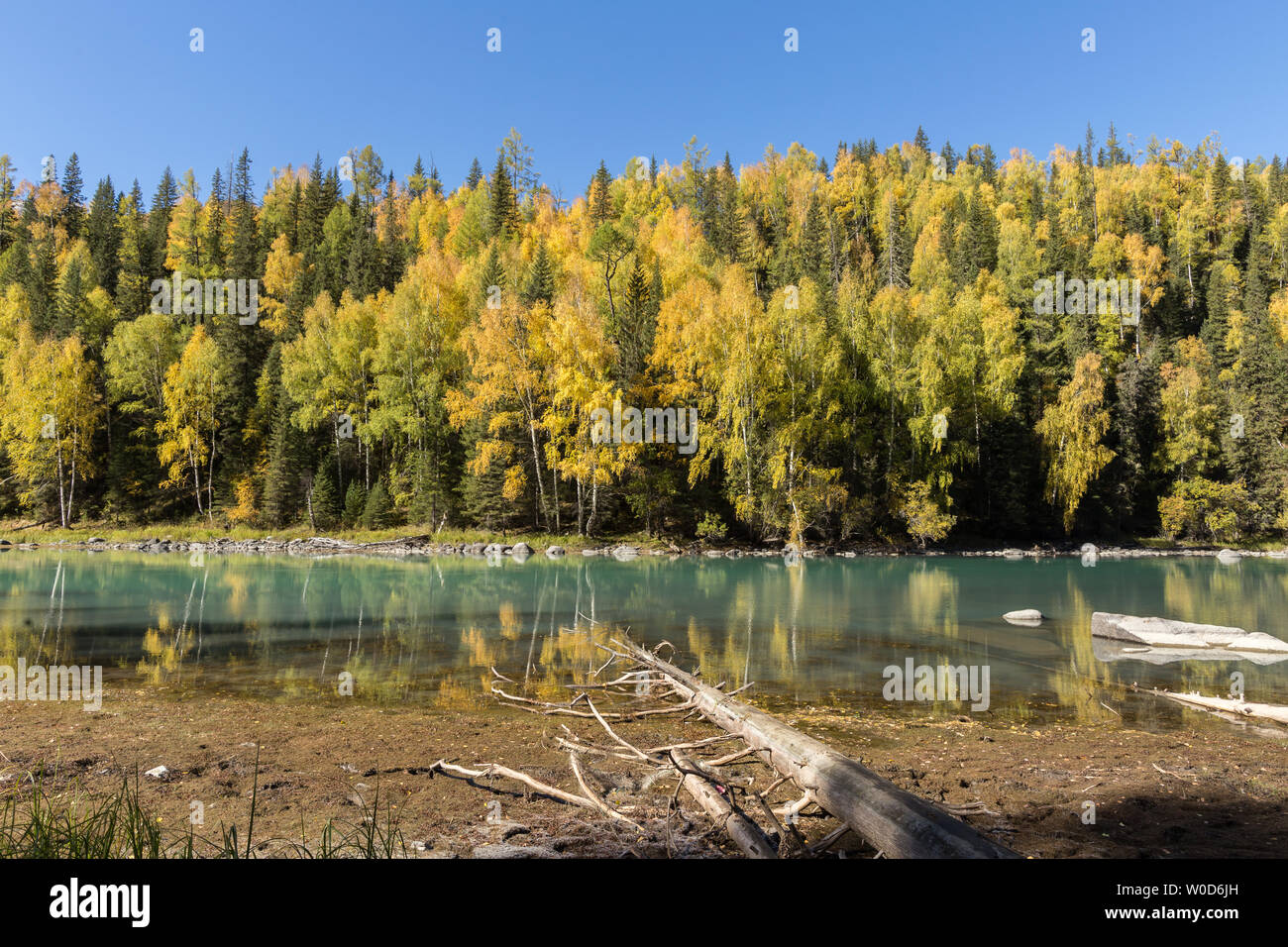 Autumn color of Kanas River, Xinjiang Stock Photo - Alamy