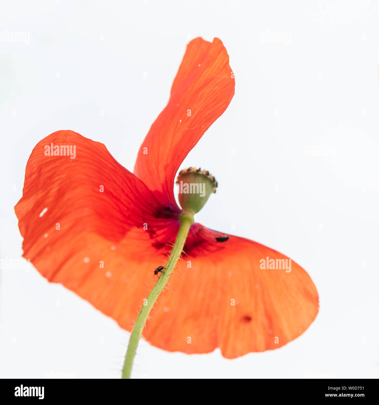 red poppy with white background and bugs Stock Photo - Alamy