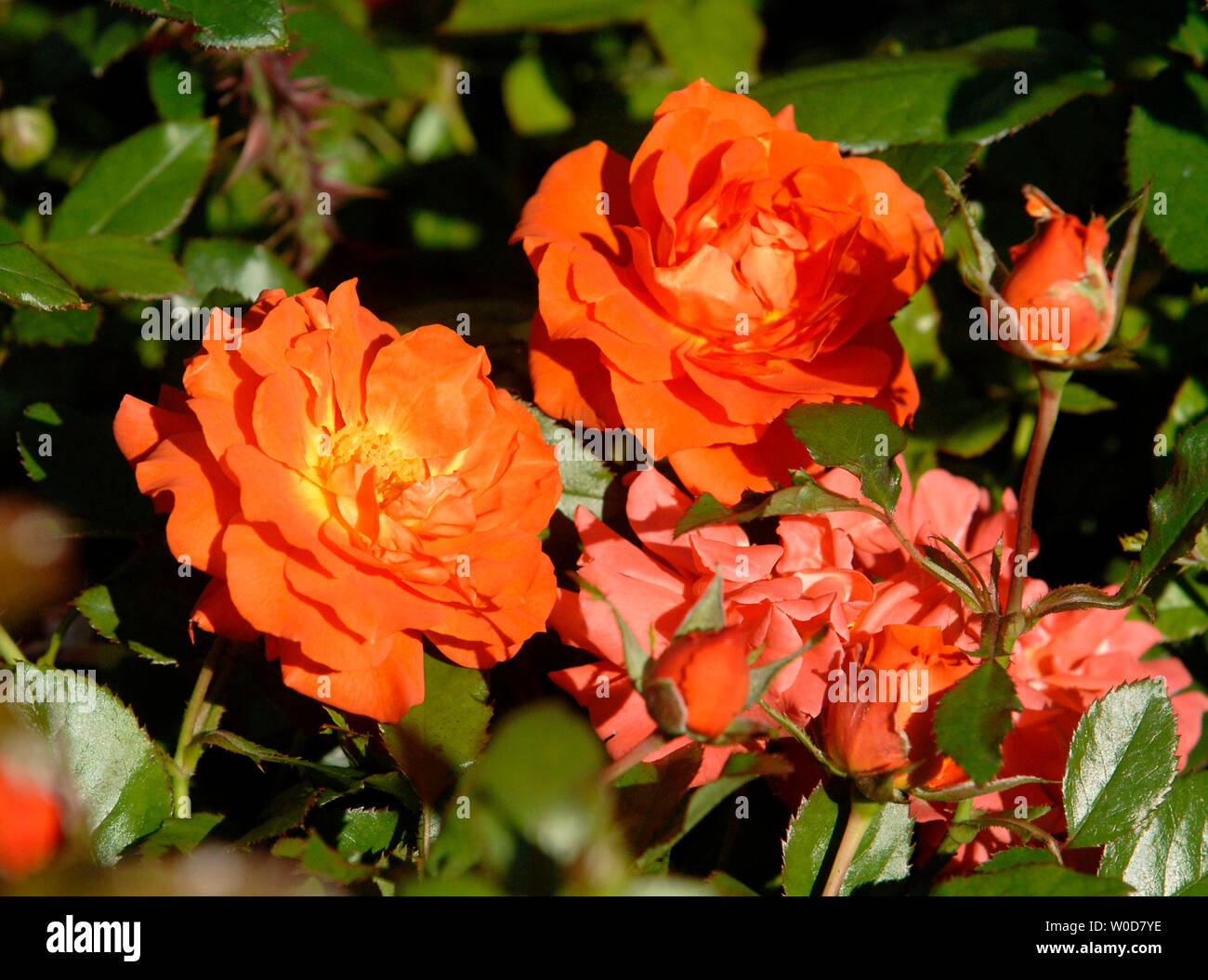 The Laura Bush Rose is unveiled in the First Ladies' Garden, on The ...
