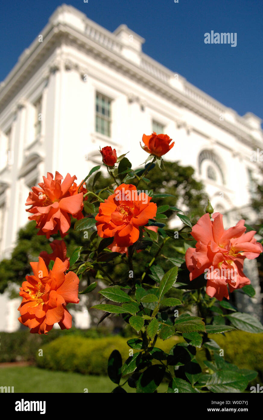 The Laura Bush Rose is unveiled in the First Ladies' Garden, on The ...