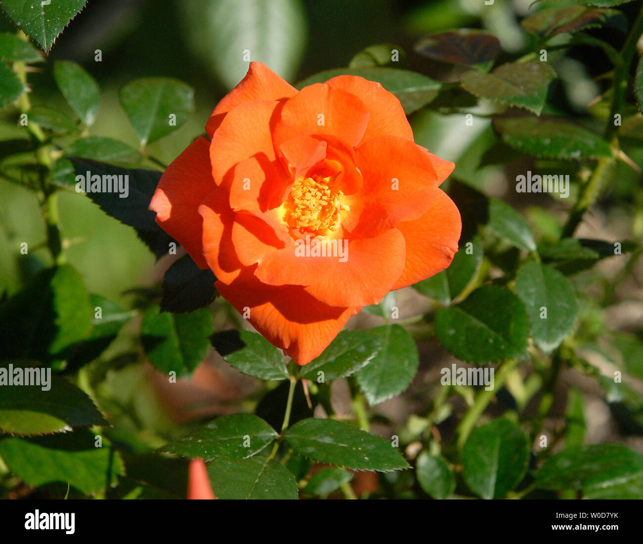 Floribunda rose bush house hi-res stock photography and images - Alamy