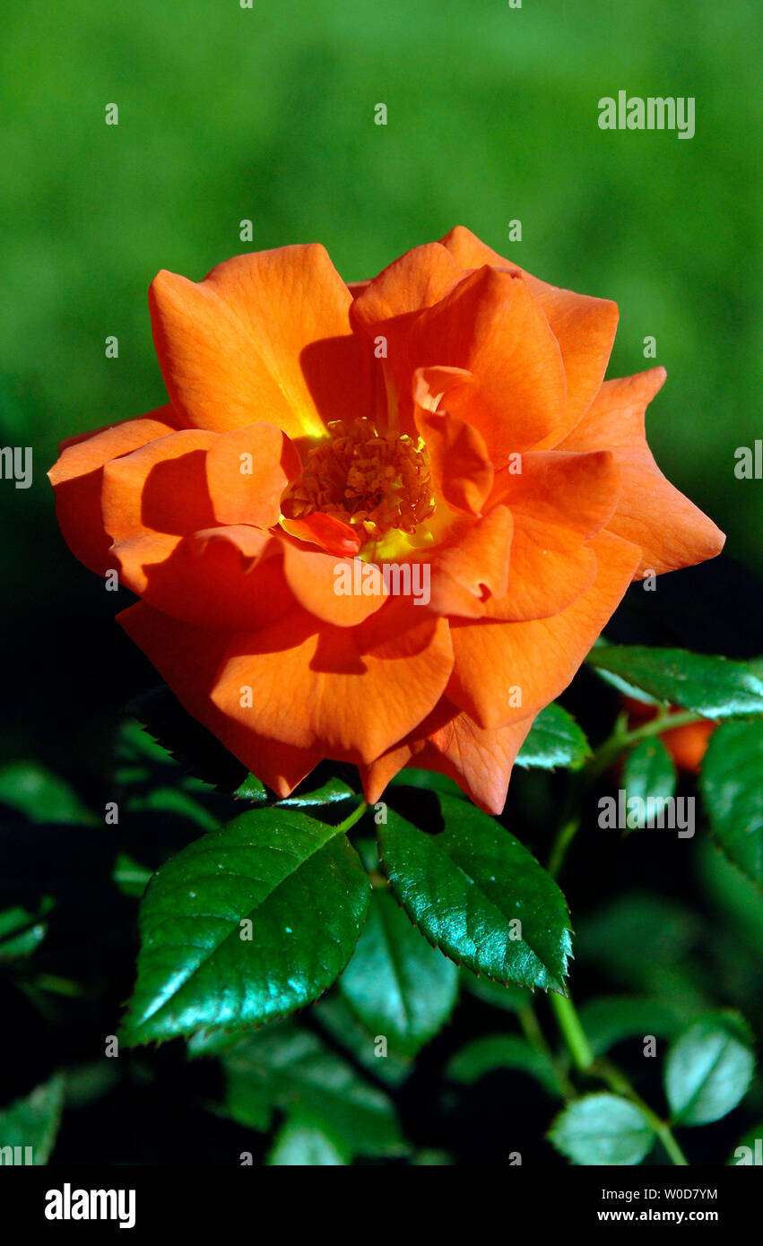 Floribunda rose bush house hi-res stock photography and images - Alamy