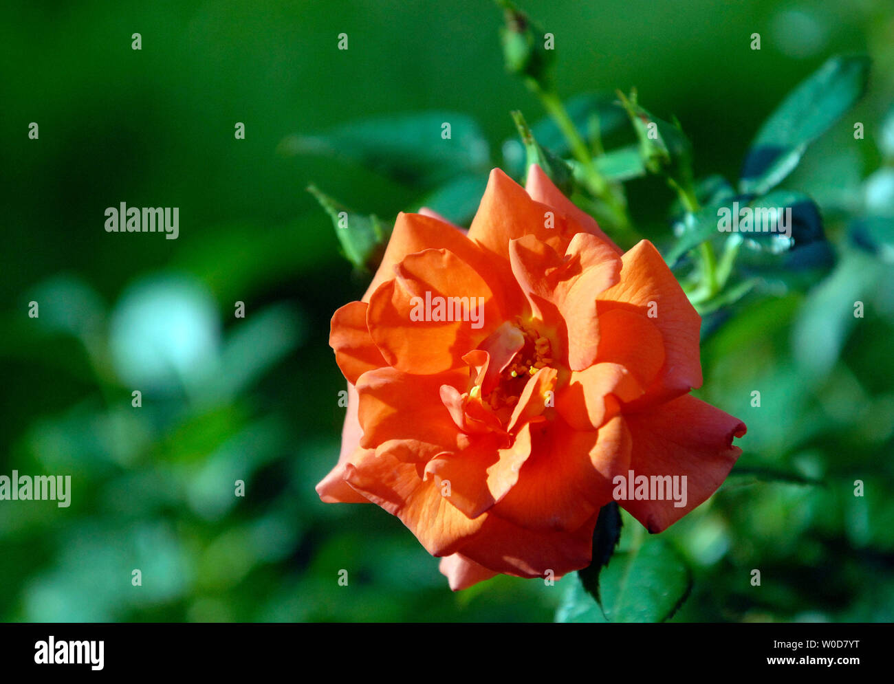Floribunda rose bush house hi-res stock photography and images - Alamy