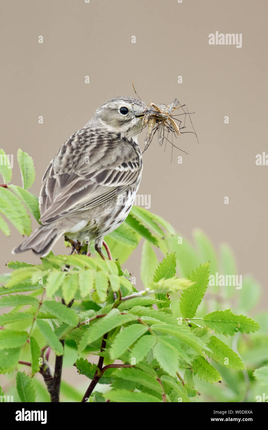 Passerine chicks hi-res stock photography and images - Alamy