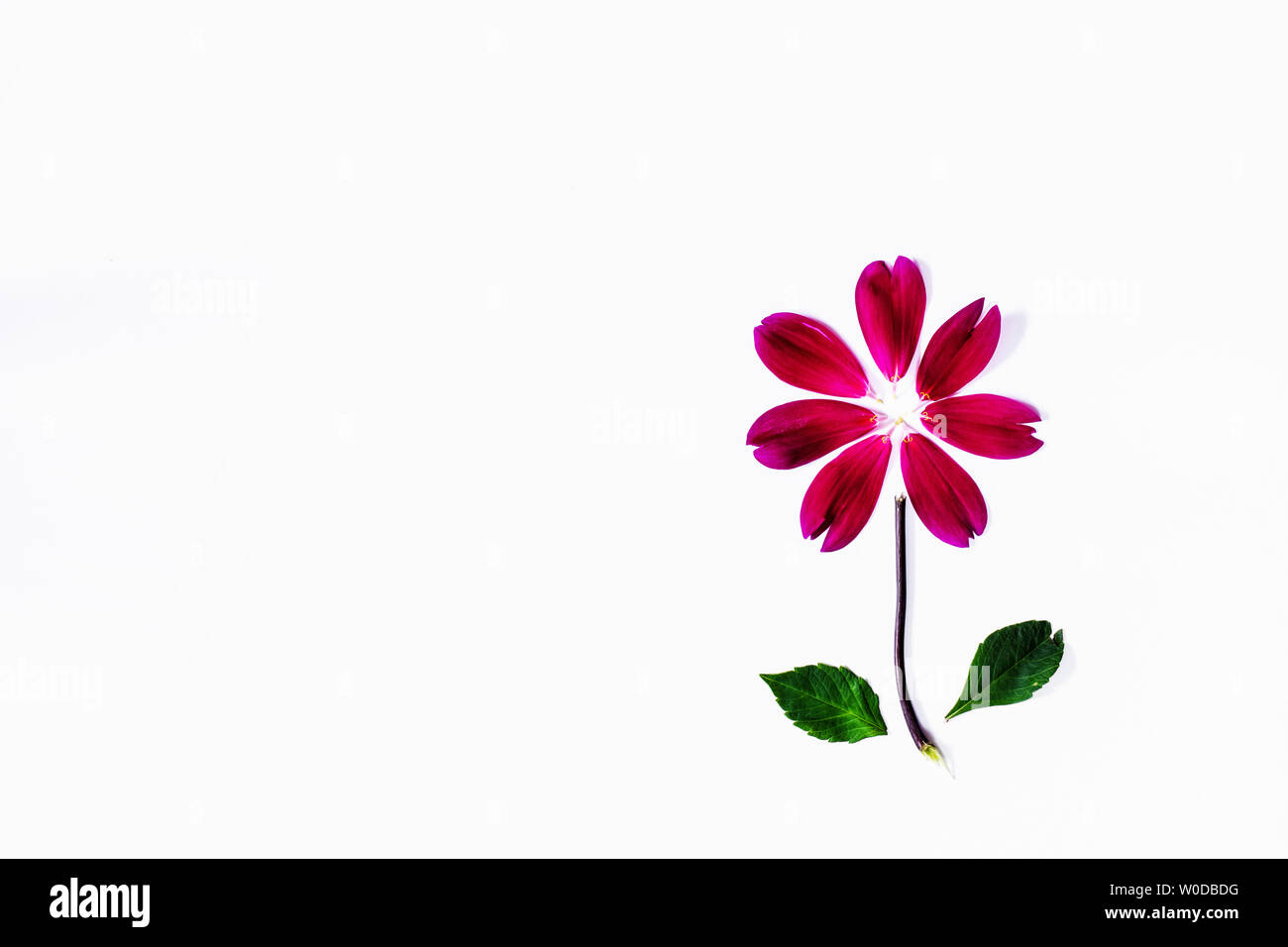 Flower fragments folded into flower shape on a white background Stock ...