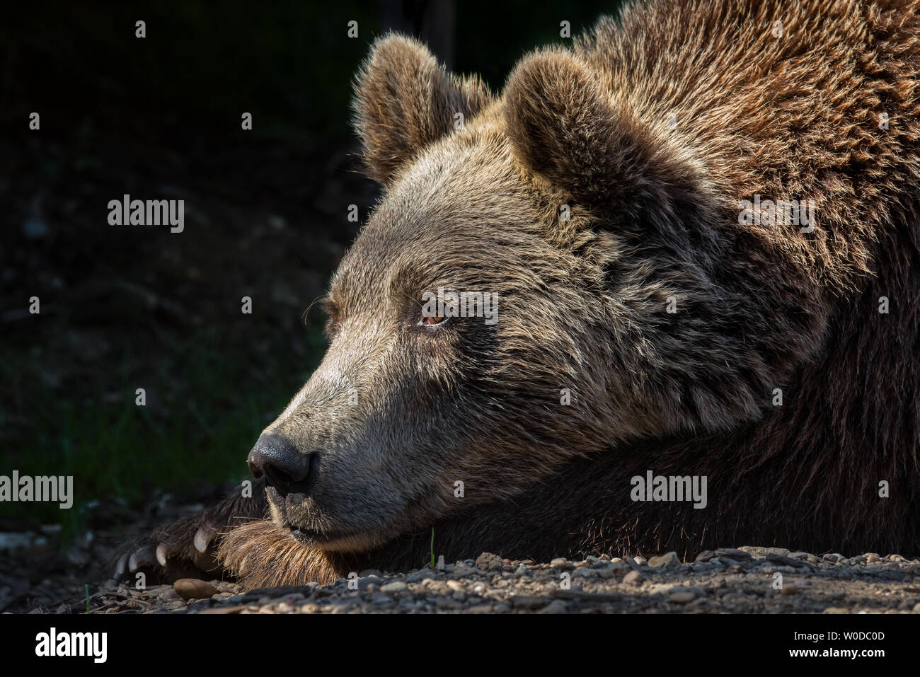 Male european brown bear Stock Photo - Alamy