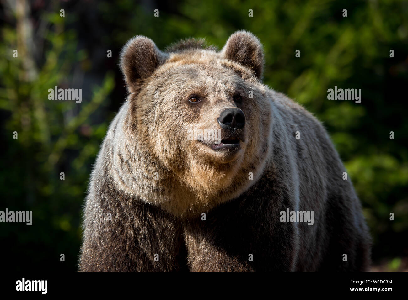 Female european brown bear hi-res stock photography and images - Alamy