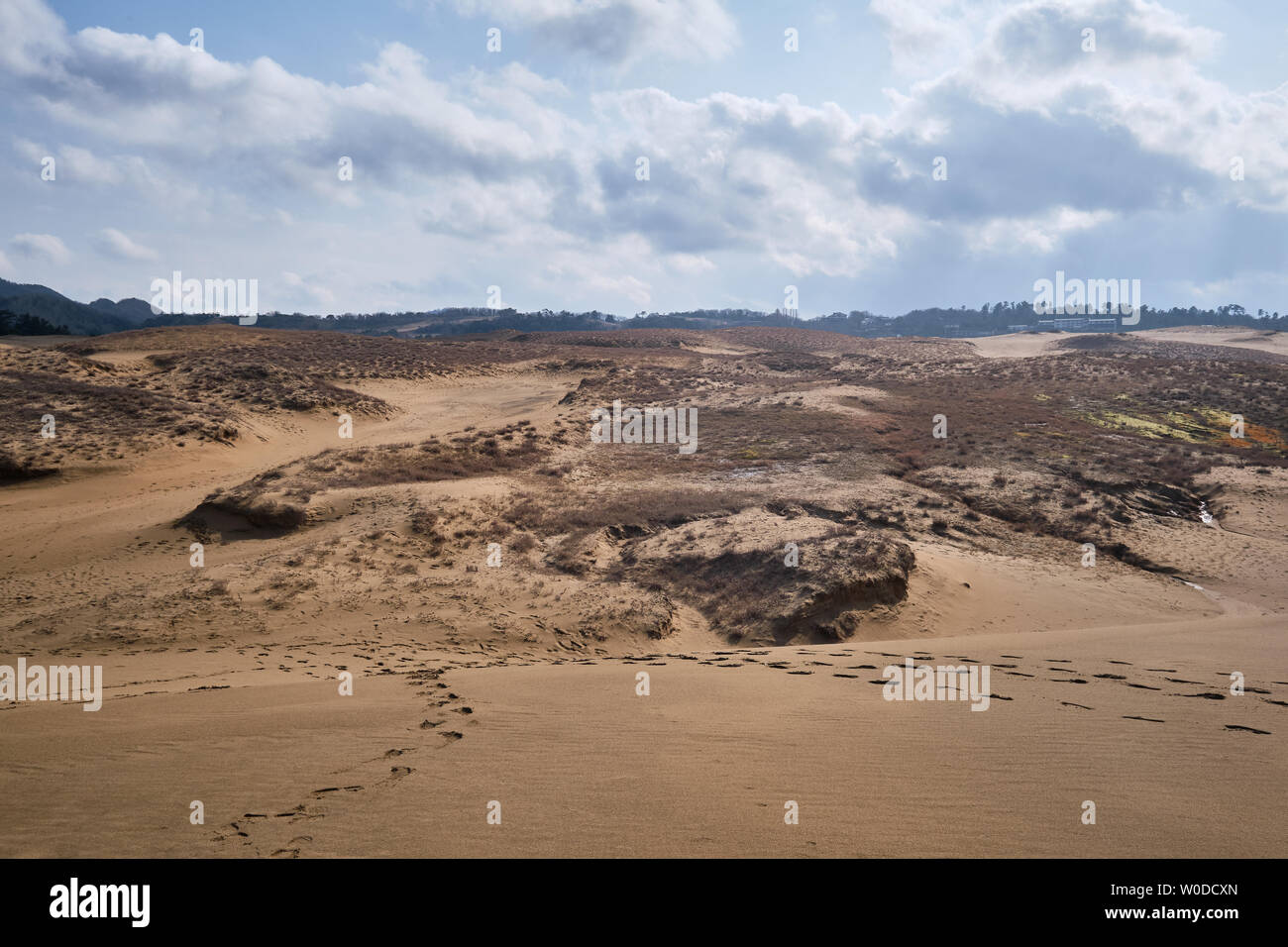 A grassland outside of sand dunes in winter at Tottori, Japan Stock ...