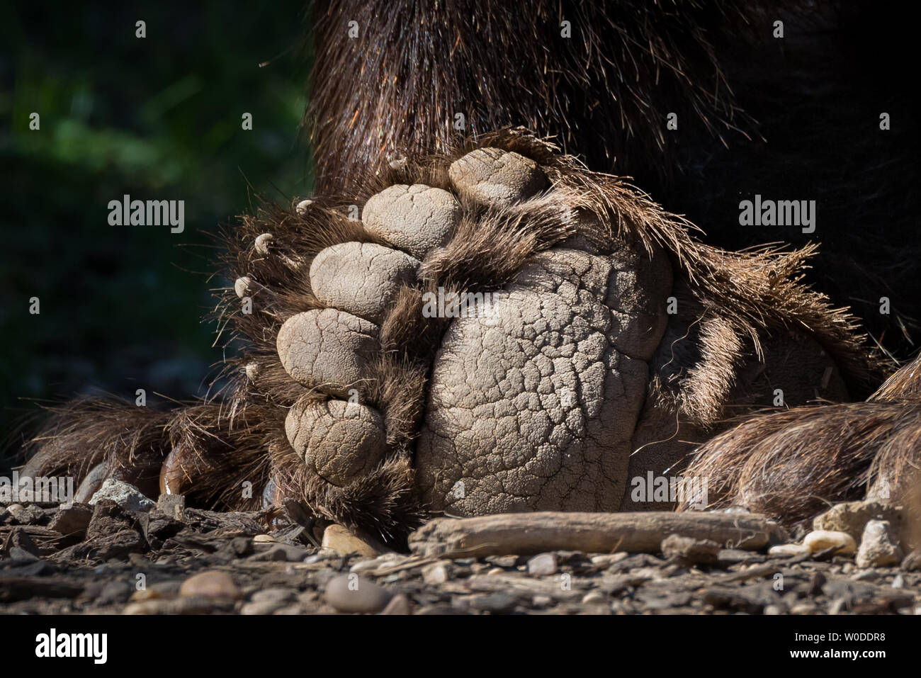 Claw of a european brown bear Stock Photo - Alamy