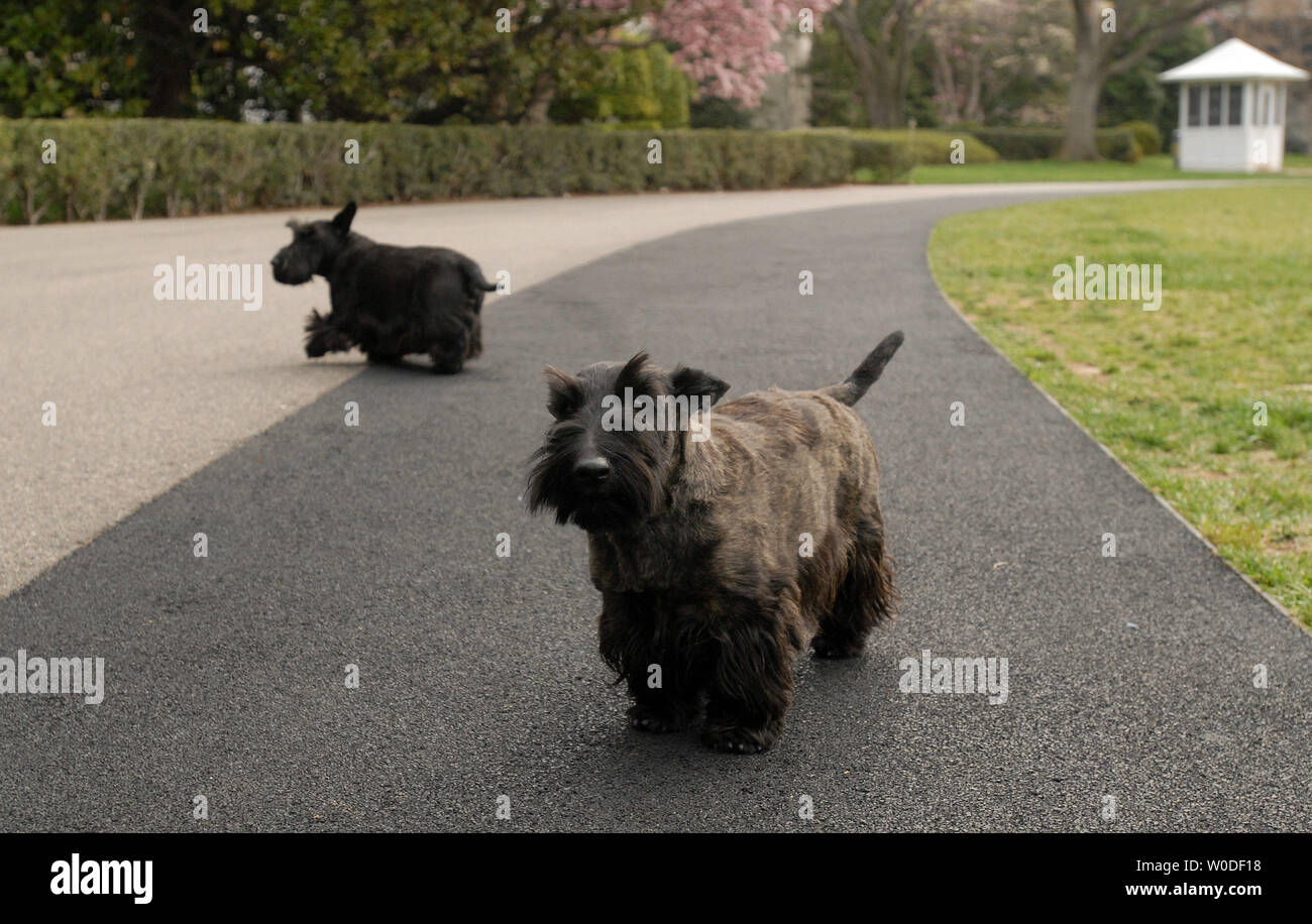 U.S. President George W. Bush's dogs Barney and Miss Beazley (front ...