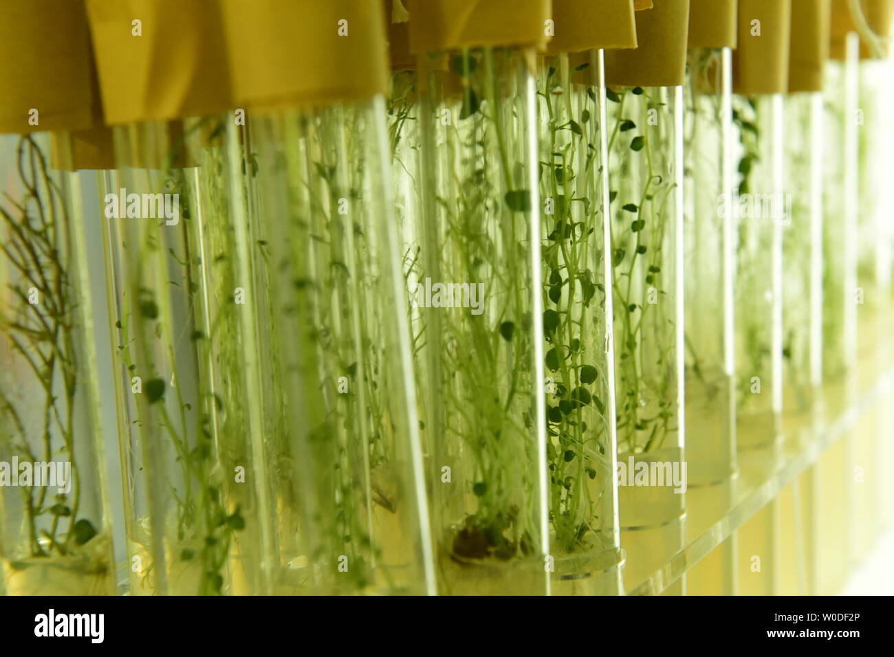 Soilless scientific cultivation Stock Photo - Alamy