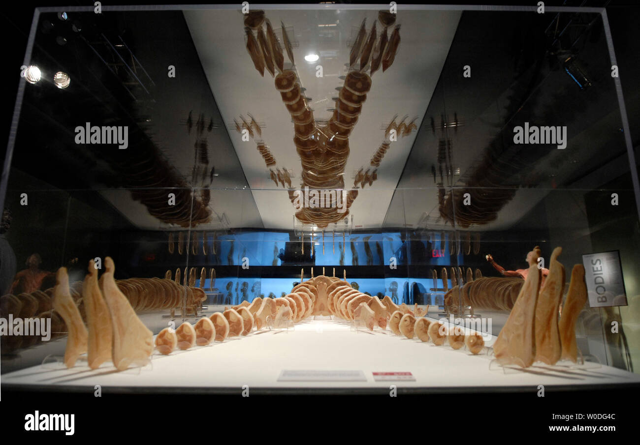 Dome cross section hi-res stock photography and images - Alamy