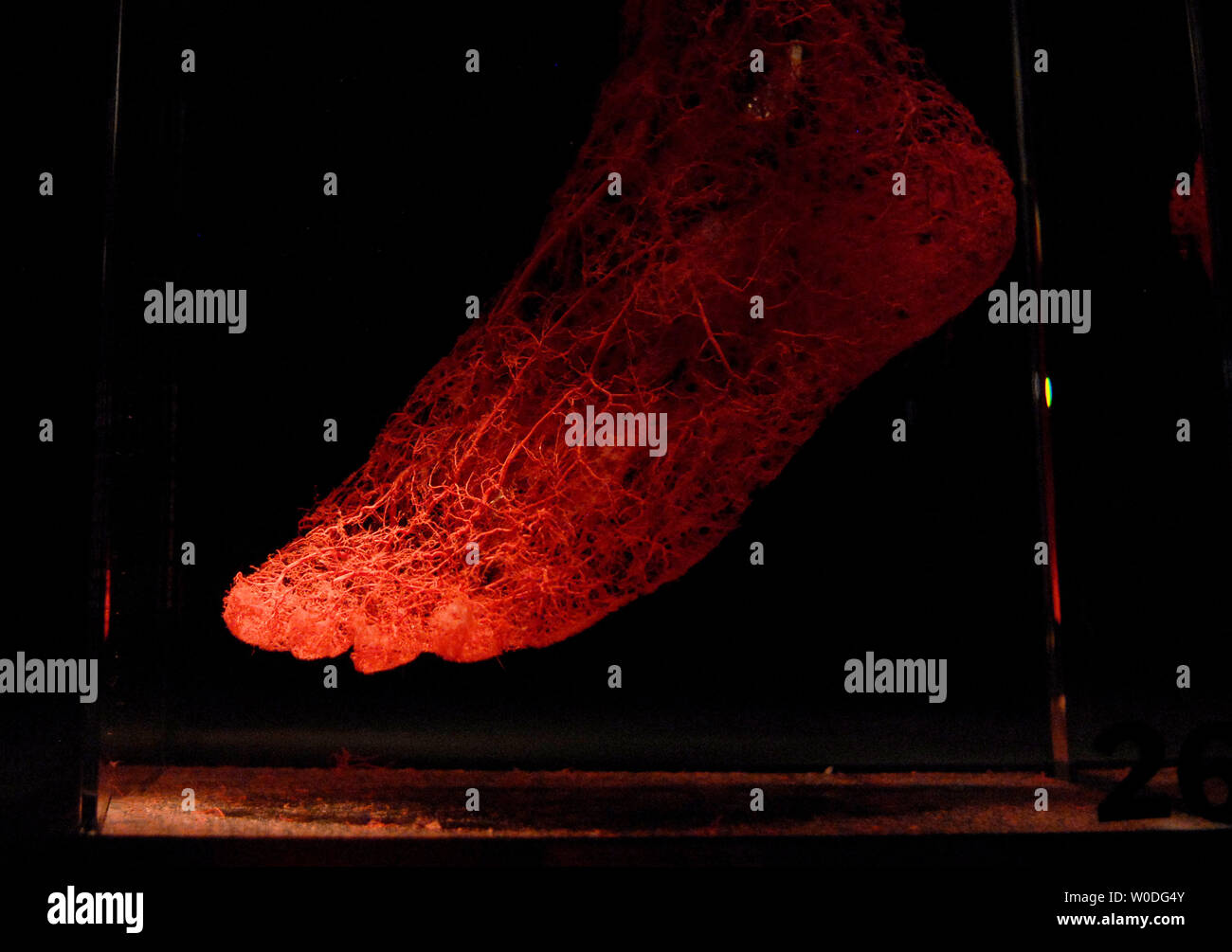 The circulatory system of a human foot is seen on display at "Bodies ...