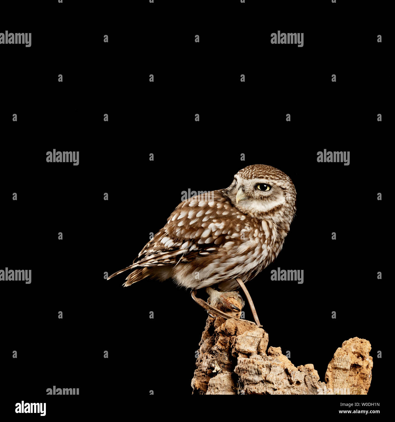 Beautiful portrait of Little Owl Athena Noctua in studio setting with black background and ...