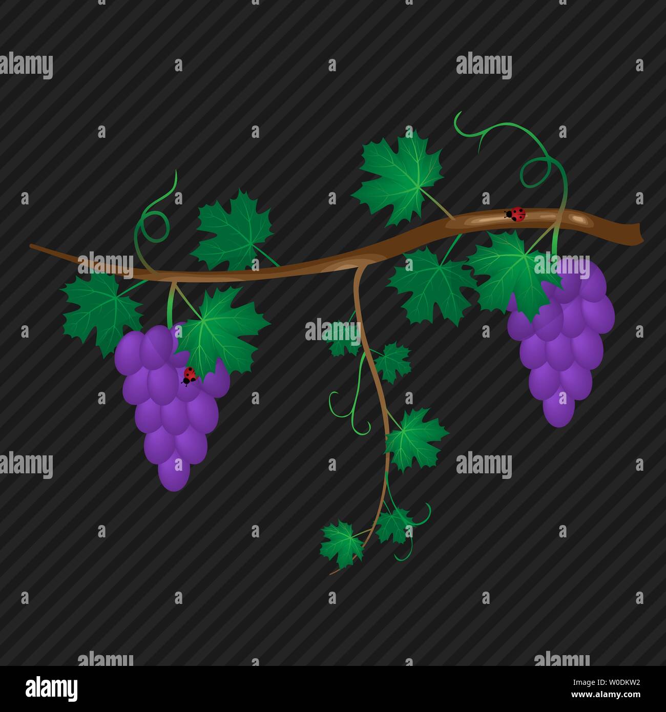 Ladybirdgrape Stock Vector Images - Alamy