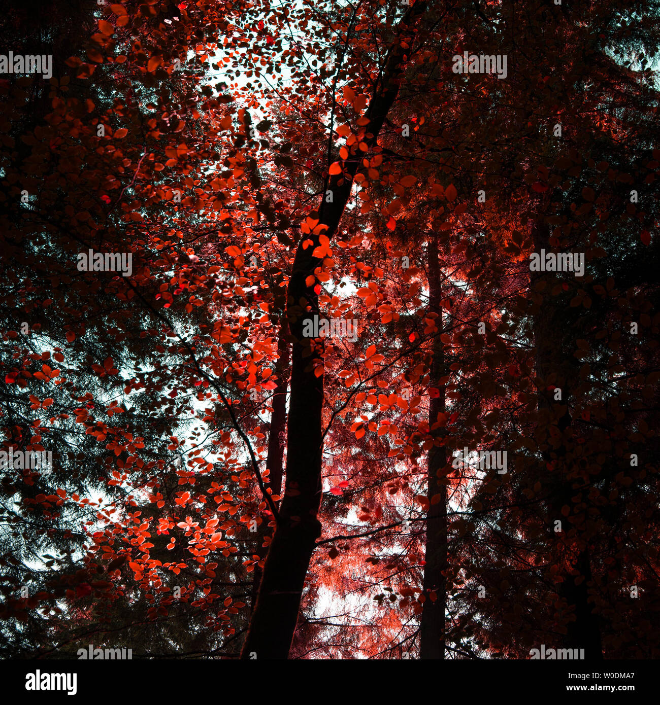 Stunning false red Autumn Fall trees in Fall color in New Forest in ...