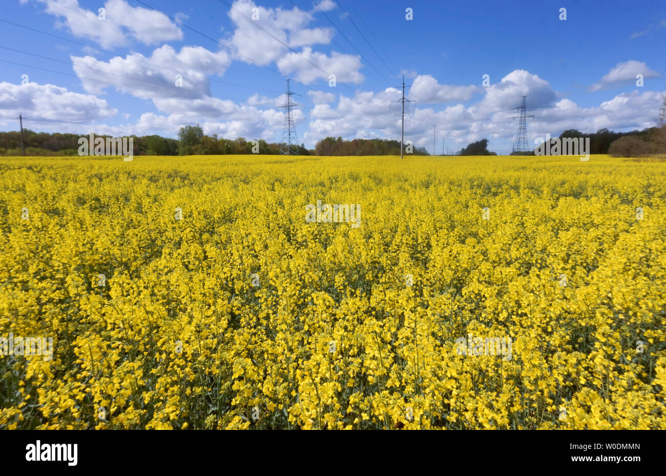 sowing crops of rapeseed, a flowering plant rape Stock Photo - Alamy
