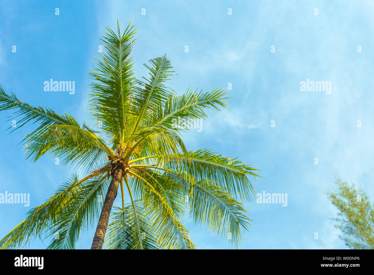 Tropical trees background concept Stock Photo - Alamy