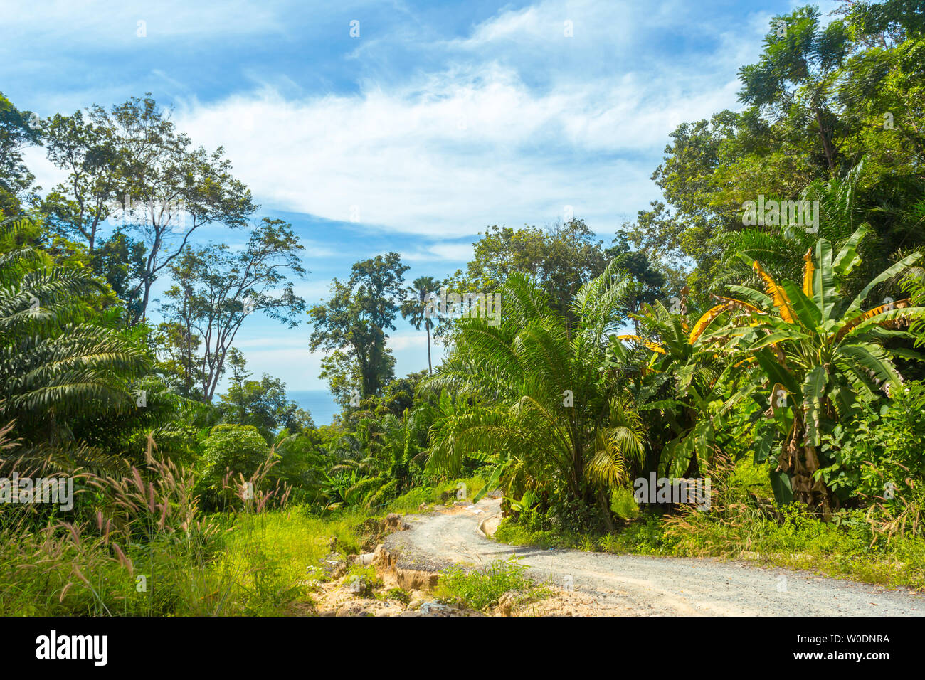 Tropical forest, trees Stock Photo - Alamy