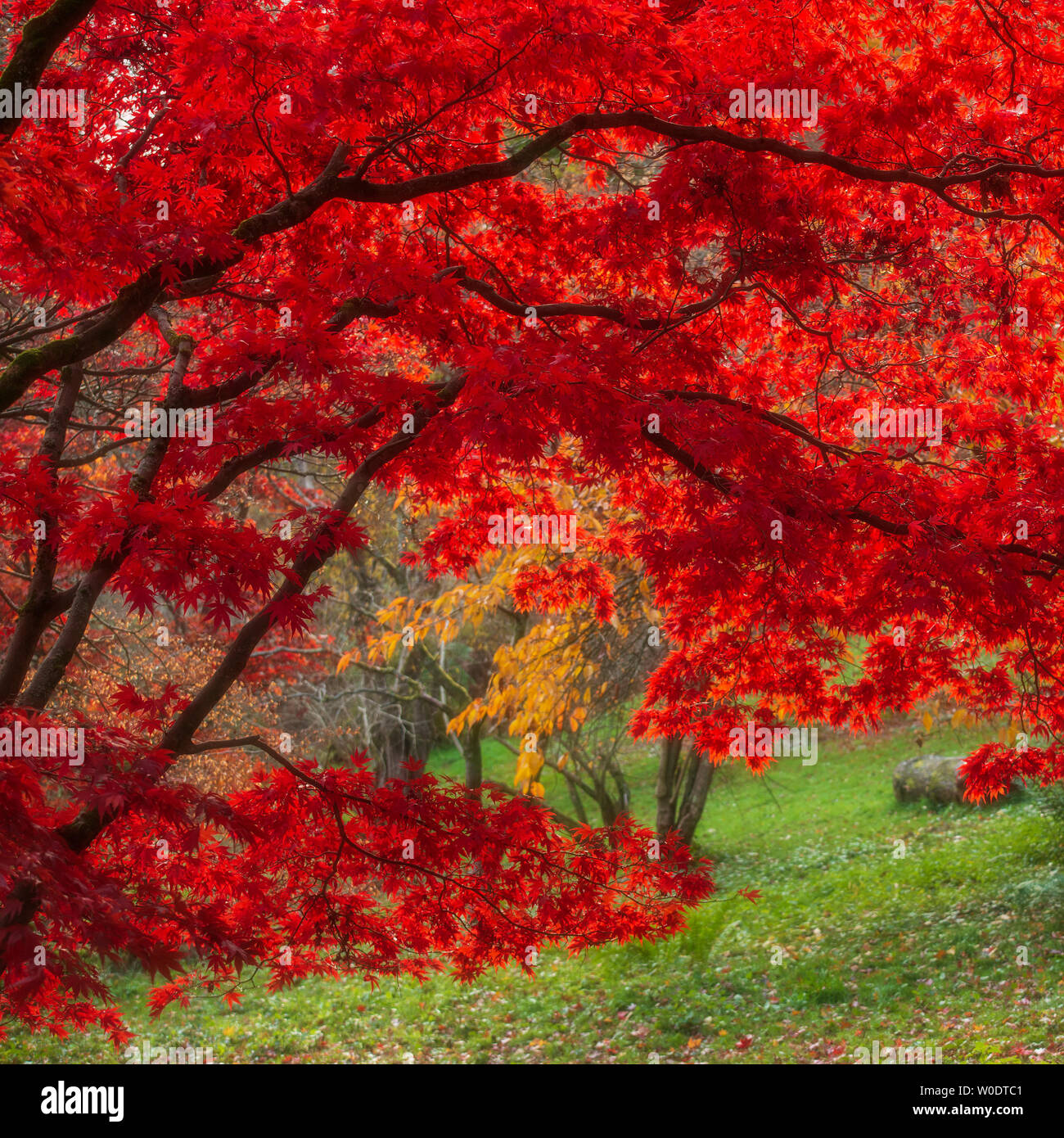 Stunning colorful vibrant red and yellow Japanese Maple trees in Autumn ...