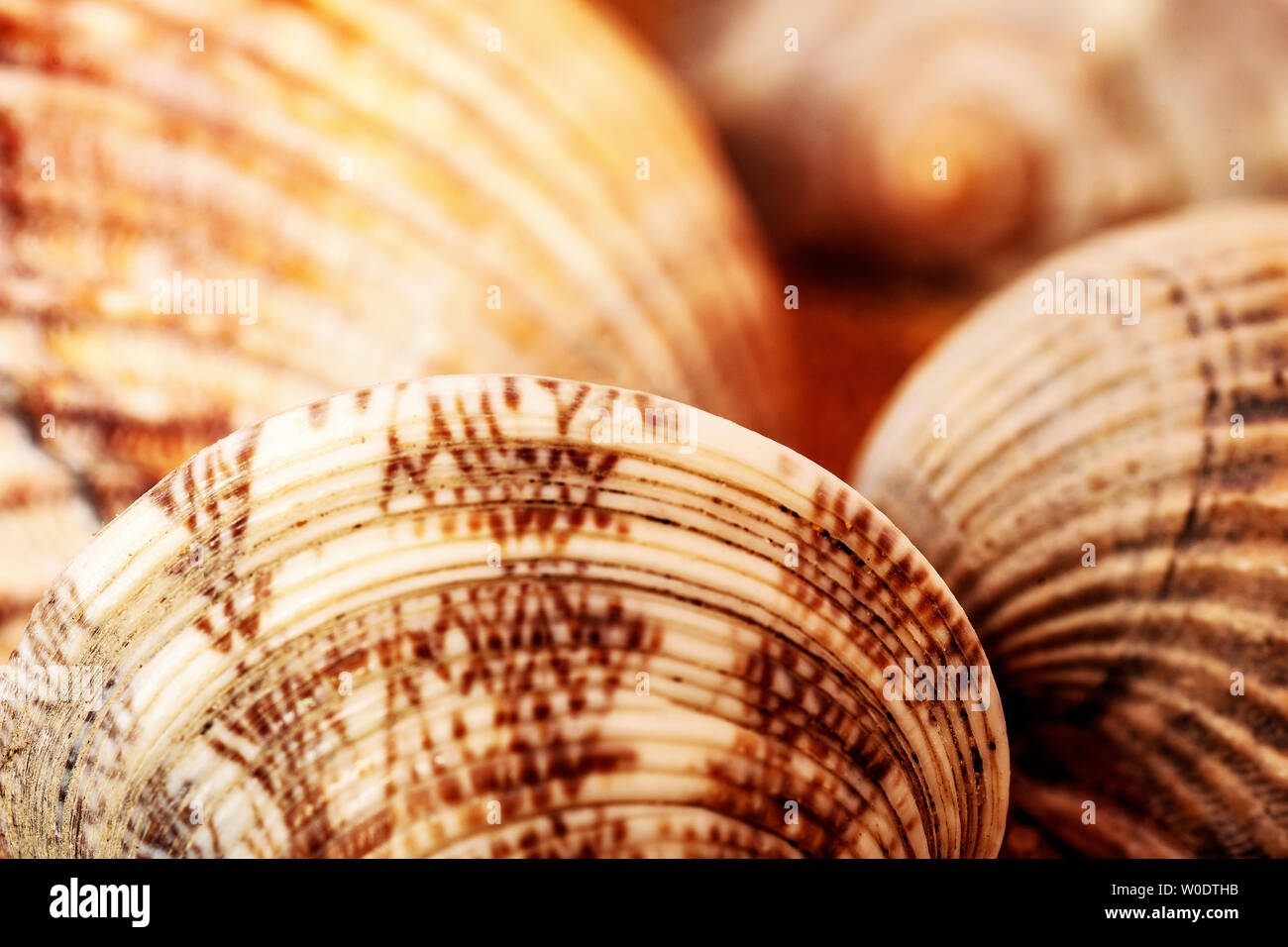 Oceanic shells from ocean hi-res stock photography and images - Alamy