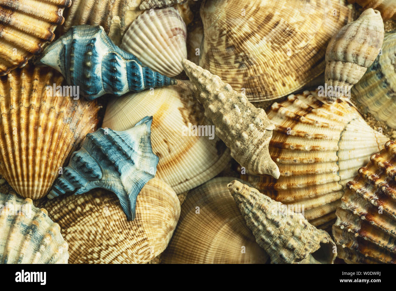 Pile of sea shells with two blue shells. Top view. Close up Stock Photo ...