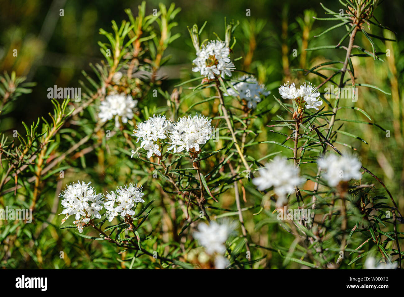 blooming flowers of wild marsh labrador in forest with blur background ...