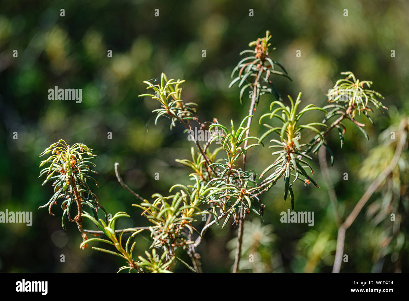 wild marsh labrador in forest with blur background in summer Stock ...