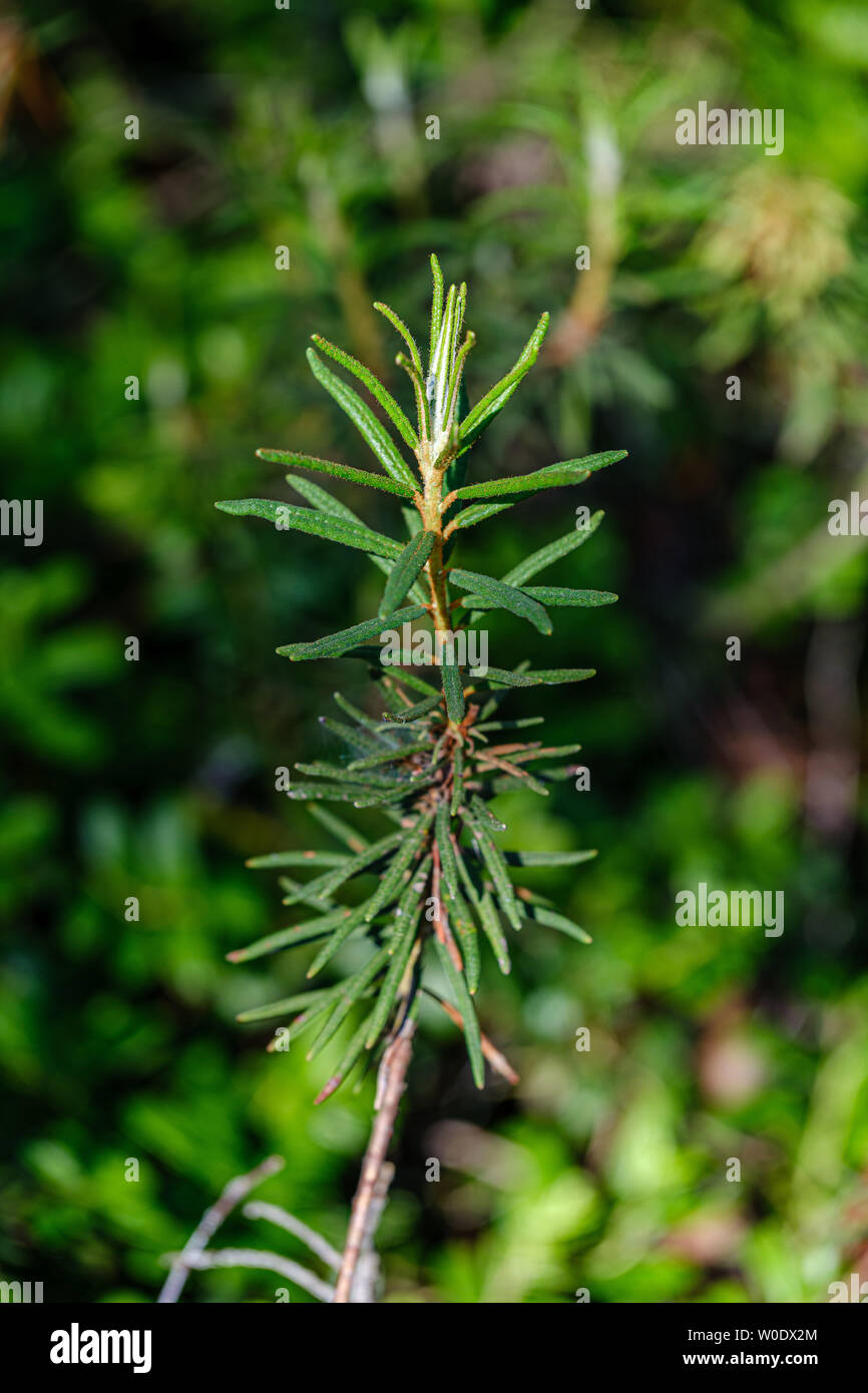 wild marsh labrador in forest with blur background in summer Stock ...